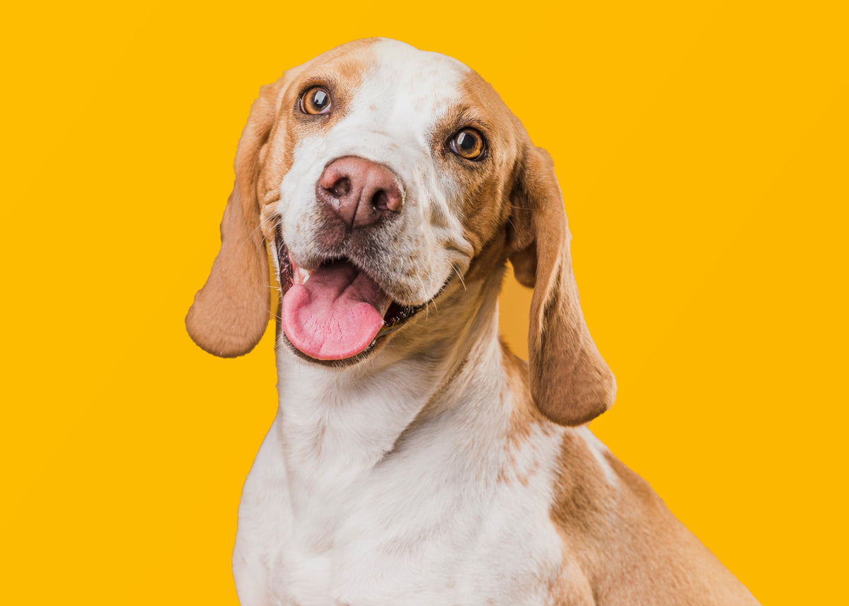 DOG FOODS – Petline Pakistan